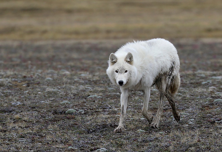 Canis Lupus Orion