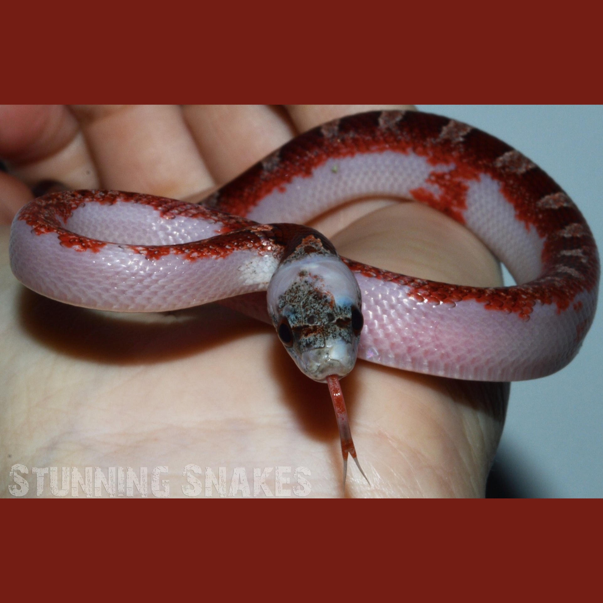 Pied Corn Snake