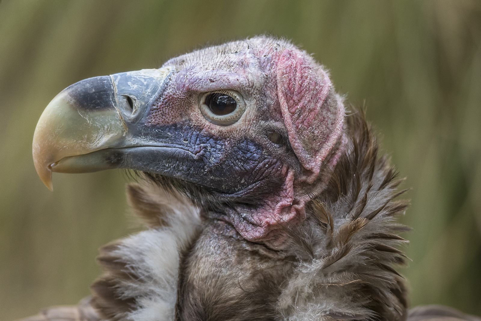 Lappet Faced Vulture Chick