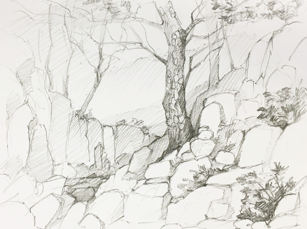 Simple Pencil Drawings Of Trees