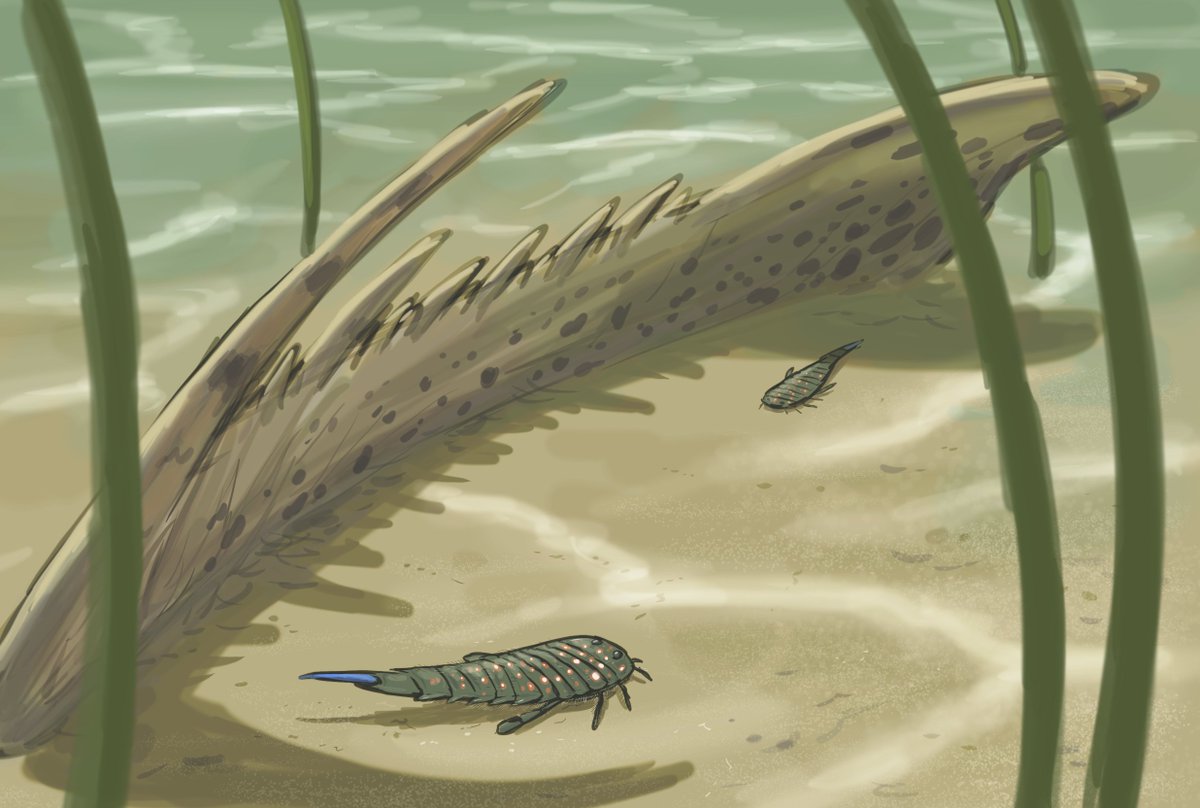 Results from the first regular #paleostream in weeks! Piscogavialis ...