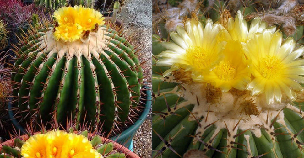 Thread by @Encycloplant: PLANTA DEL DÍA Nombre común: Biznaga de ...