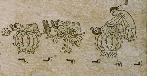 Thread by @Encycloplant: PLANTA DEL DÍA Nombre común: Biznaga de ...