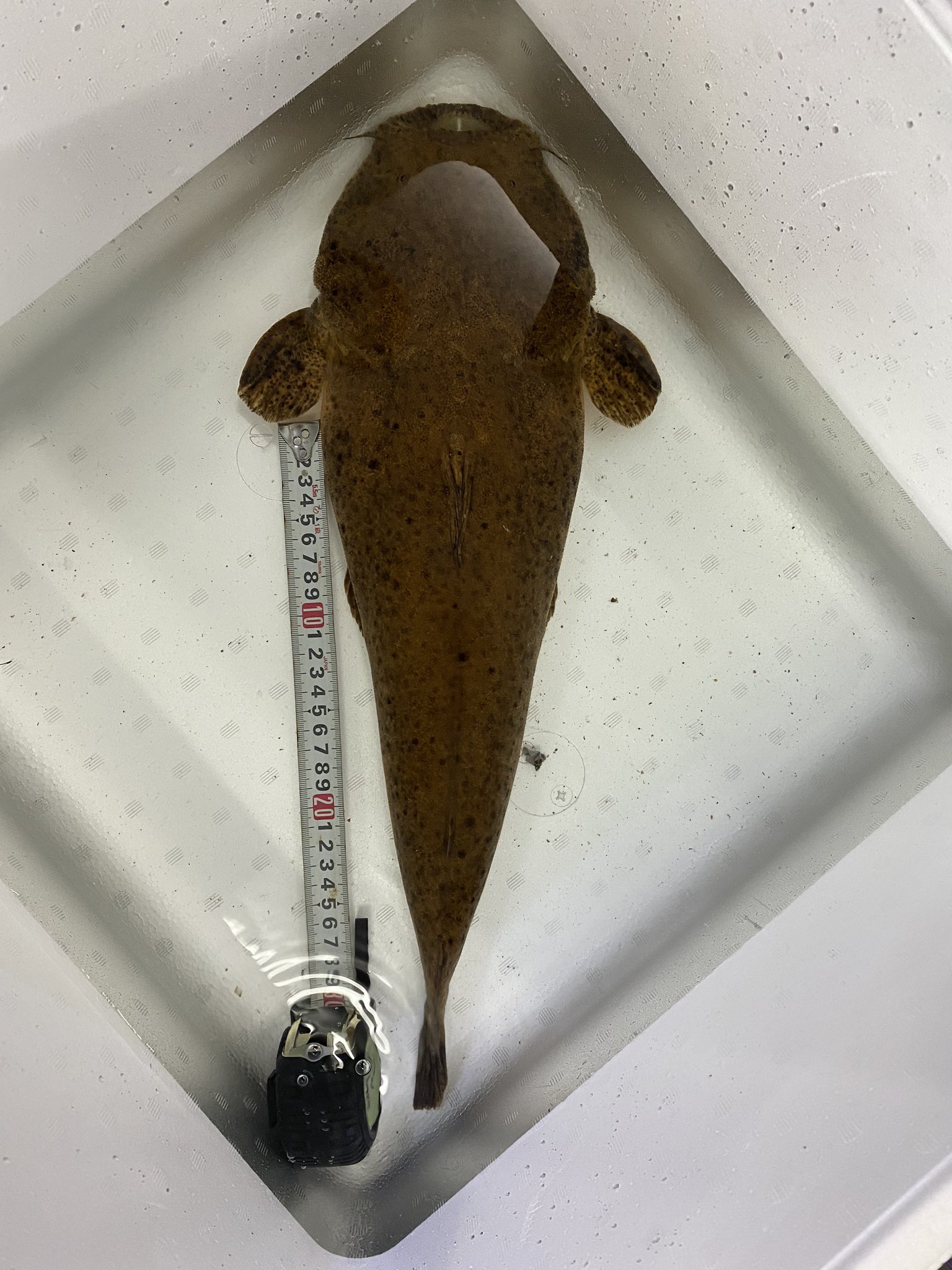 リミックスみなと熱帯魚 On Twitter 秘蔵個体パート1‼️ パカモン 52cm± 2年位前に少数入荷したのをご存知の方もいるかと思います。 幼魚は突然死など不安な所が多く手が出ませ 