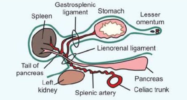 Splenorenal Ligament Tail Of Pancreas