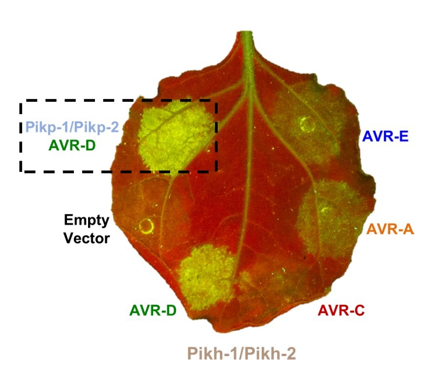 Biomaterials – Open Rice Blast