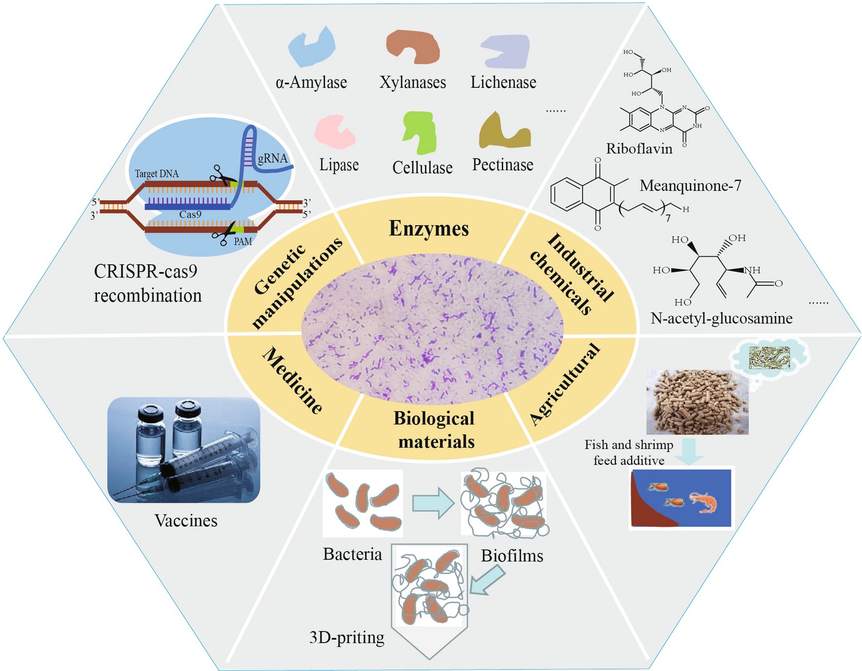 Microbial Cell Factories Cell Factory Research Team | RIKEN Biomass