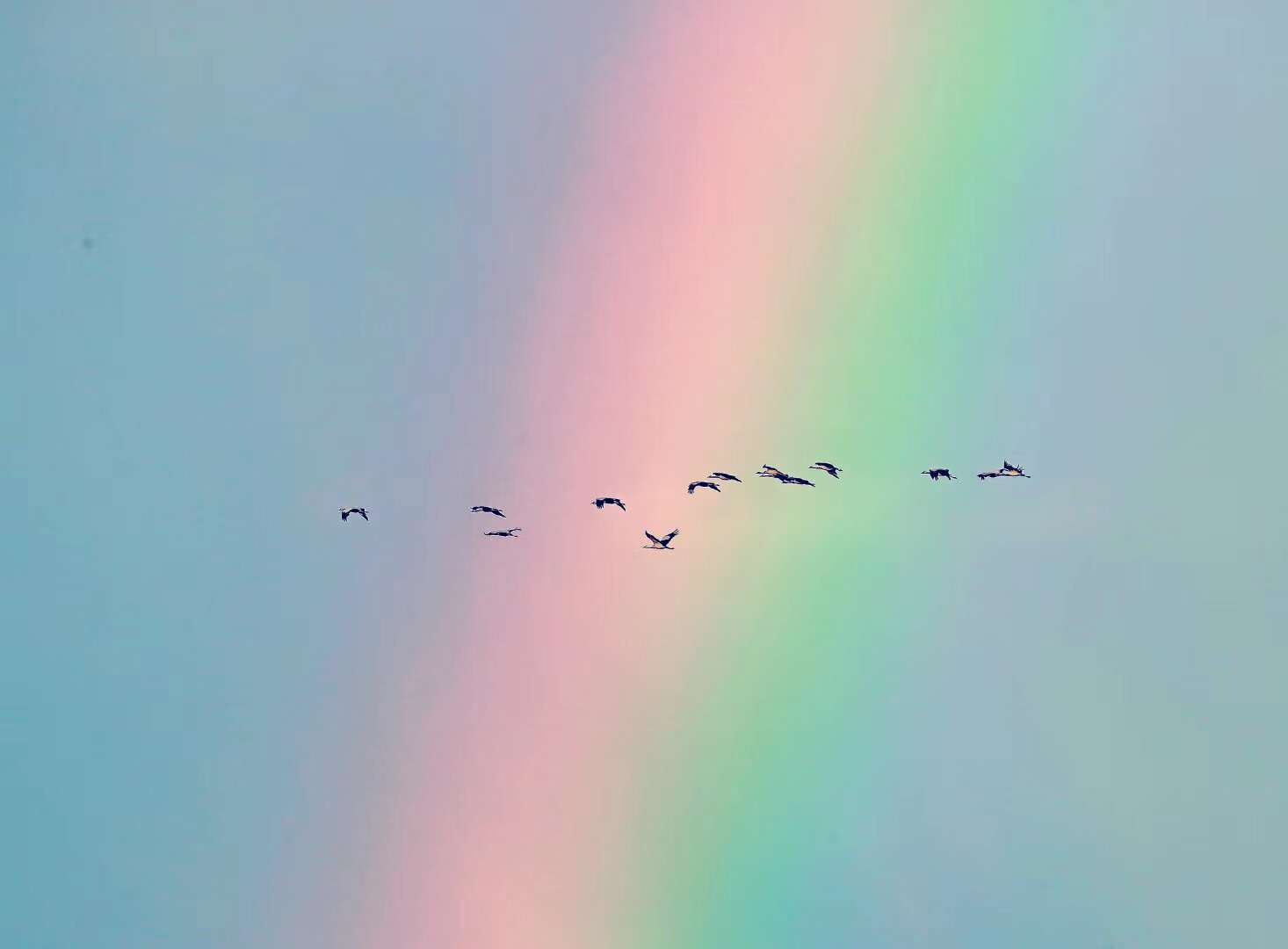 Colorful Birds Flying Tumblr