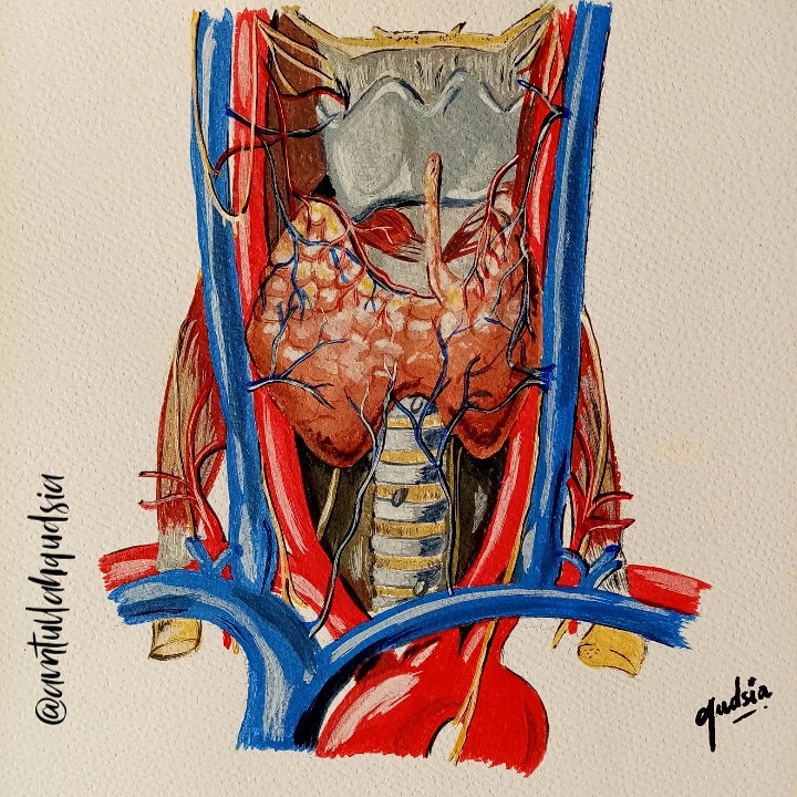 Thyroid Gland Anatomy Netter