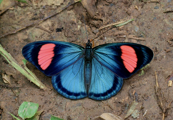 Amazon Rainforest Butterflies