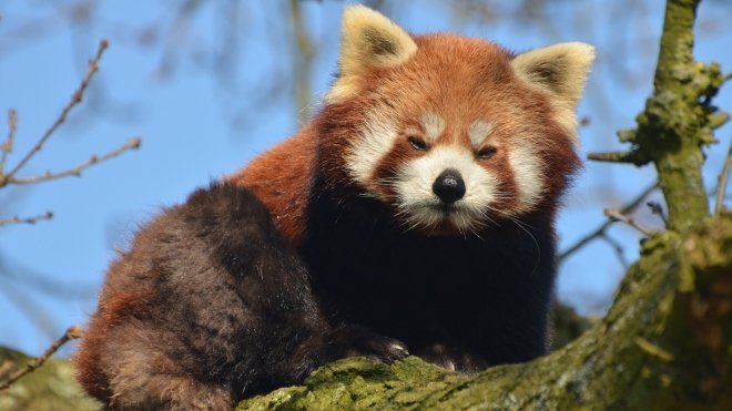 Red Panda Angry
