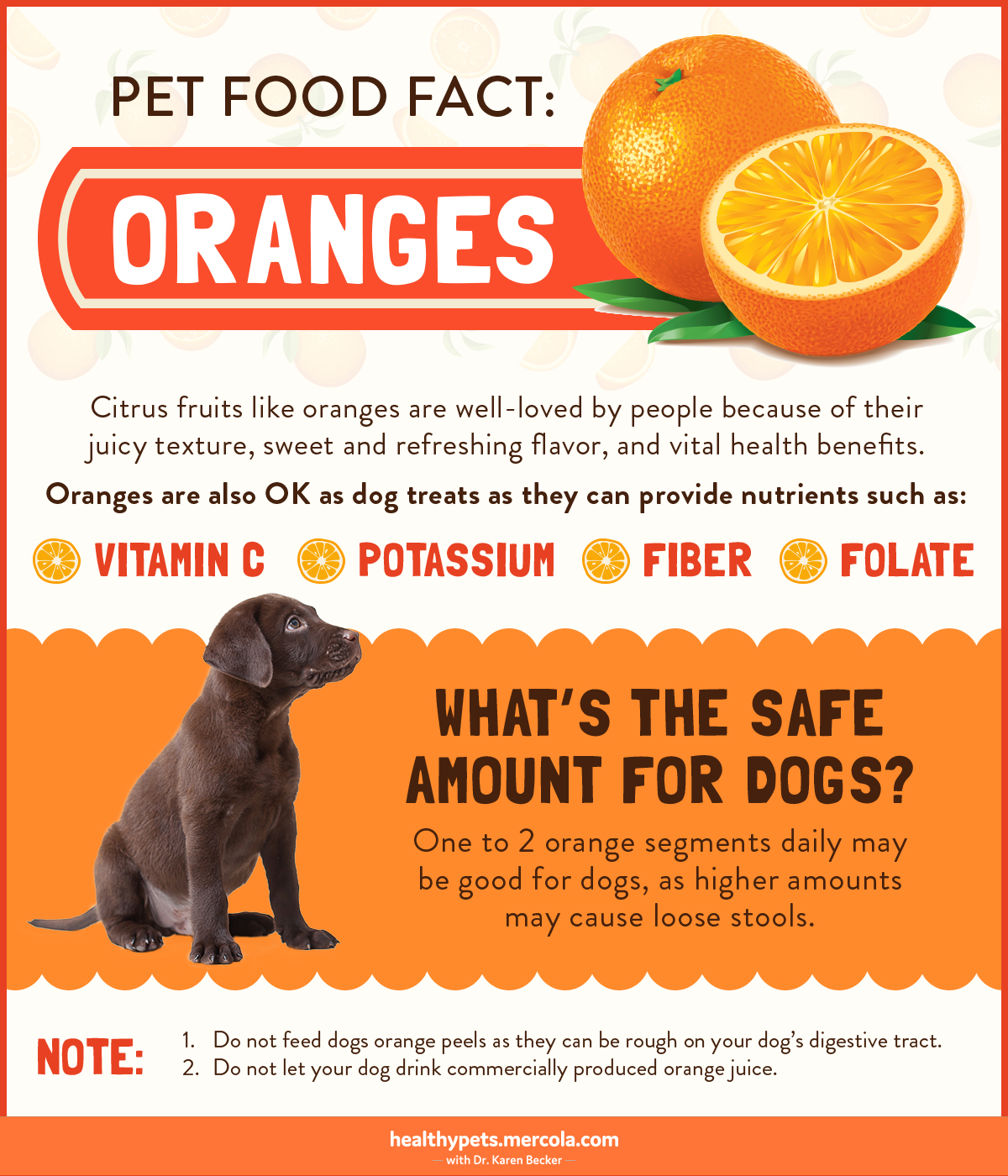 Can Orange Be Given To Dogs
