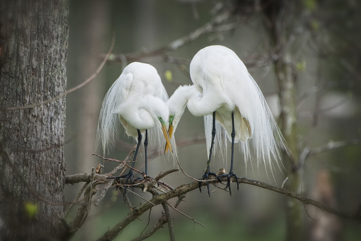 Louisiana: Images of the Pelican State - the 35th in a year-long photo ...