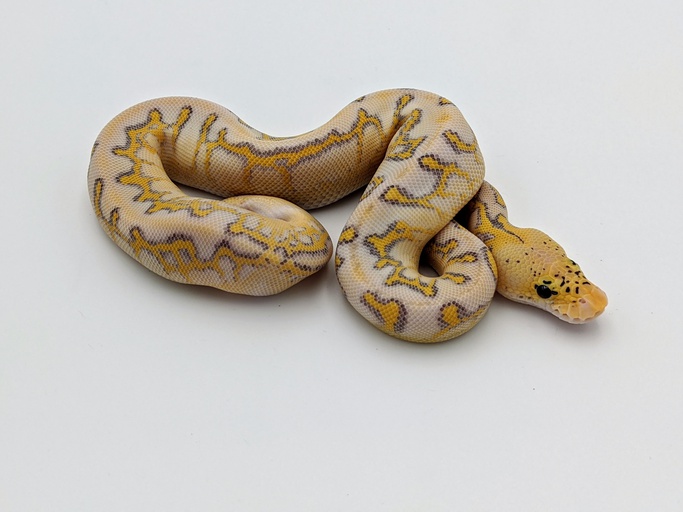 Killer Clown Ball Python