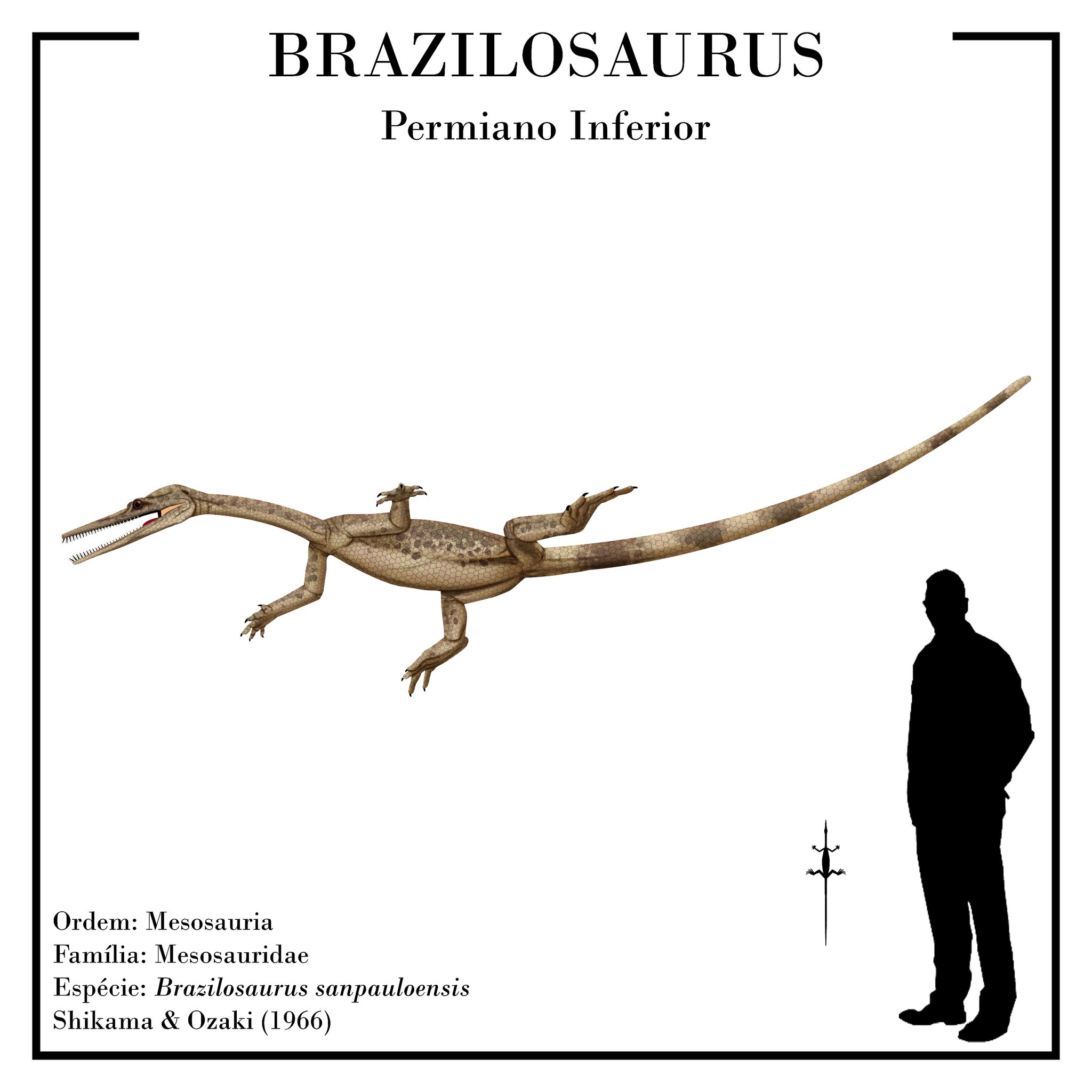 Mesosaurus Drawing