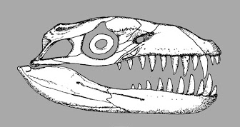 Dakosaurus Skeleton