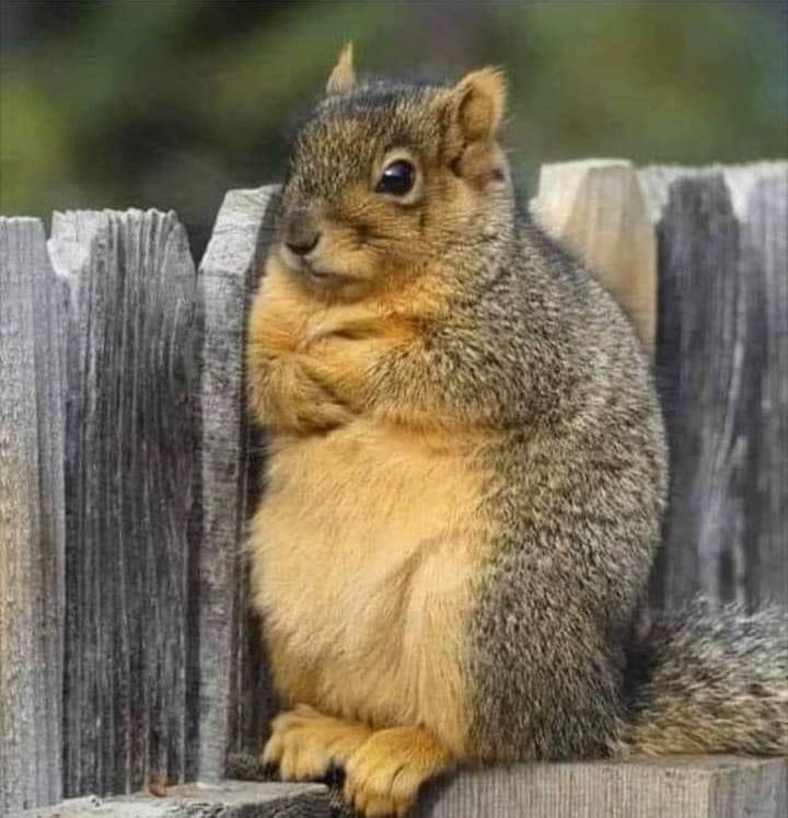 Laughing Squirrel