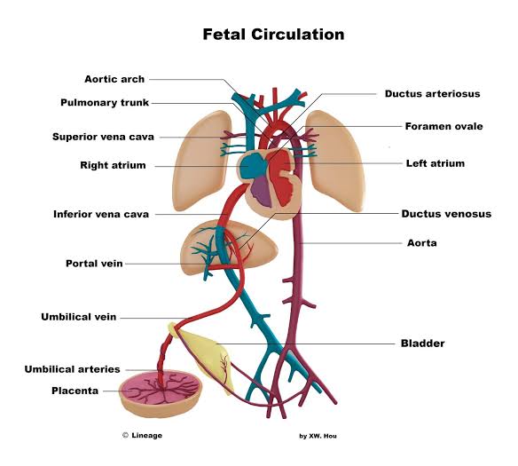 Ductus Venosus Ductus Arteriosus And Foramen Ovale