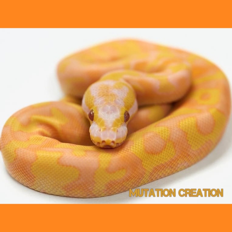 Albino Enchi Ball Python