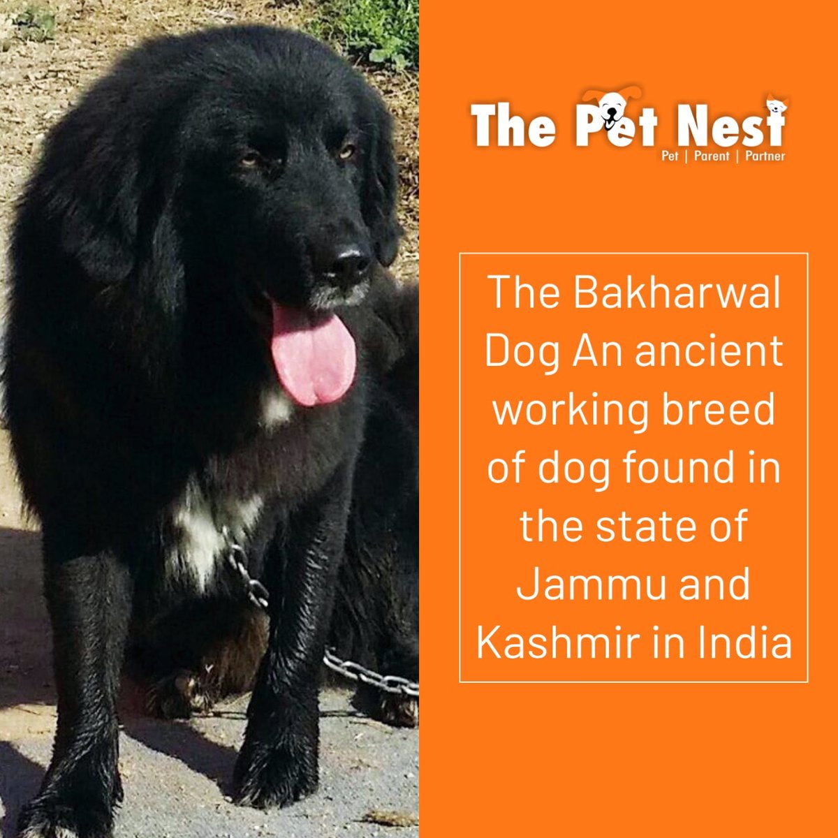 Bakharwal Dog