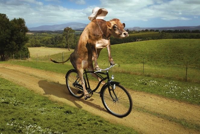 Cow Riding A Bike