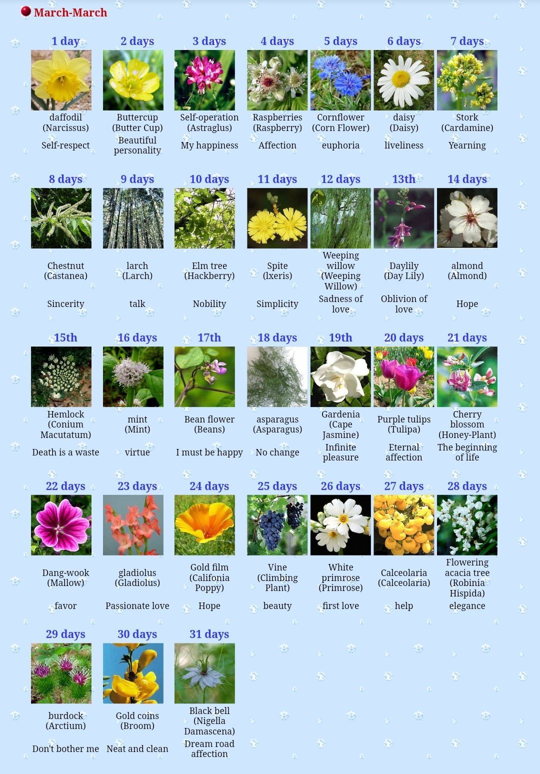 Birth flower korea store