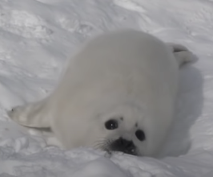 Baby White Seals Cuddling