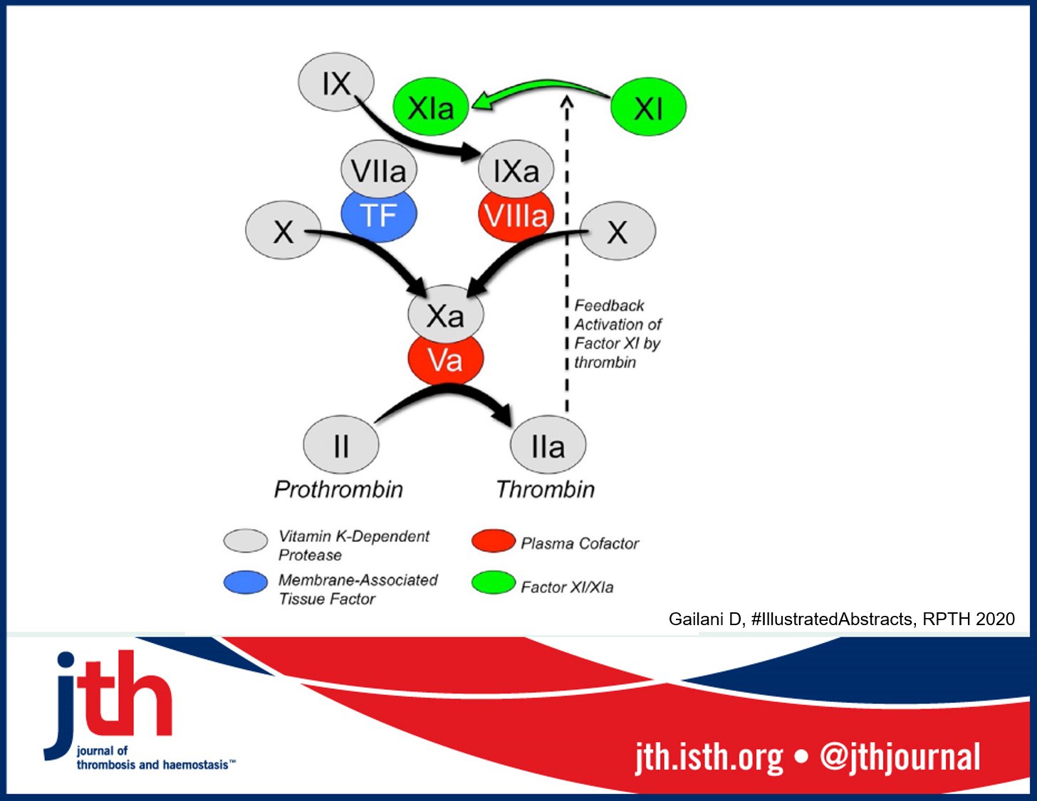 Mechanism Of Action ANDEXXA For HCPs, 55% OFF