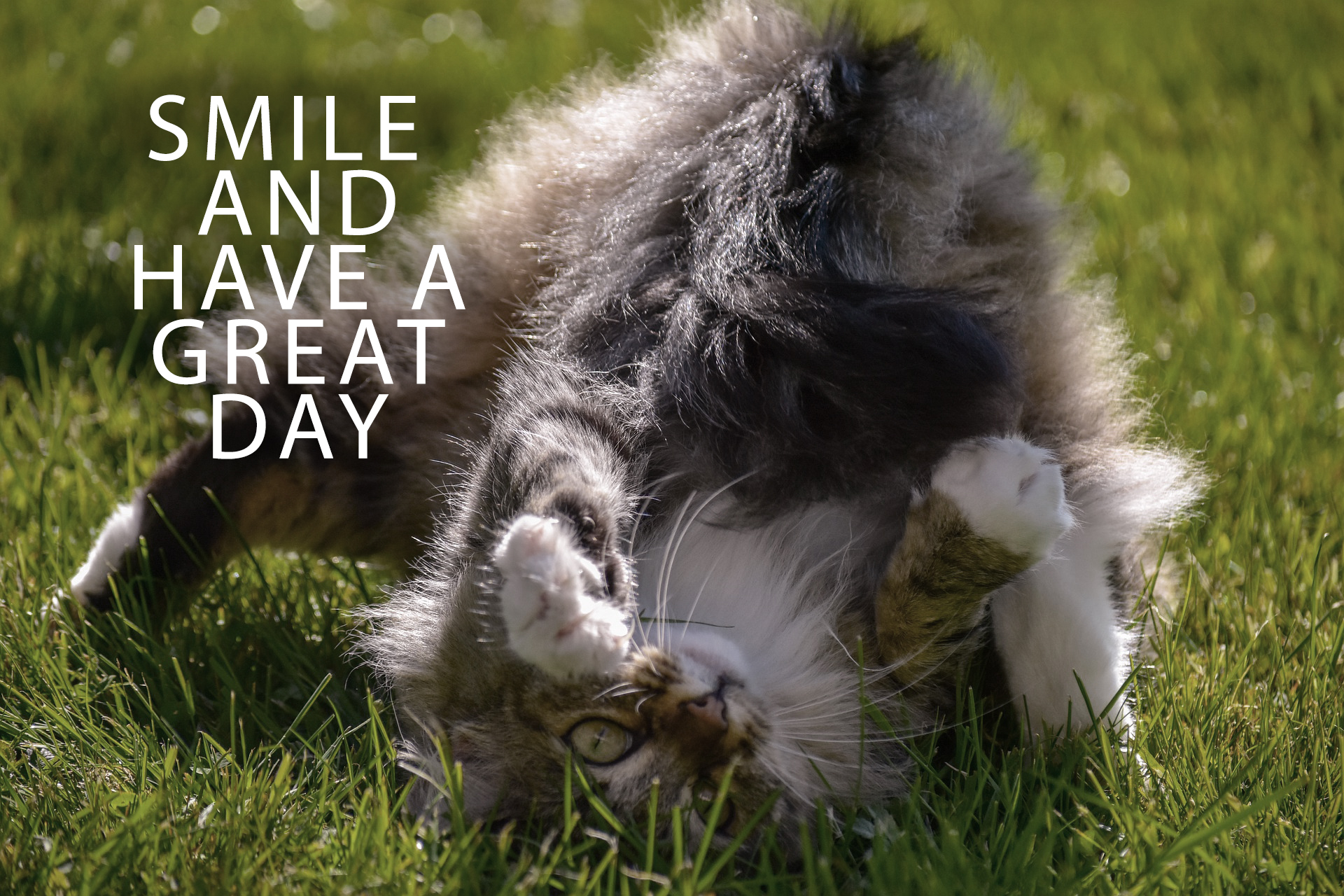 Have A Great Day Funny Cat