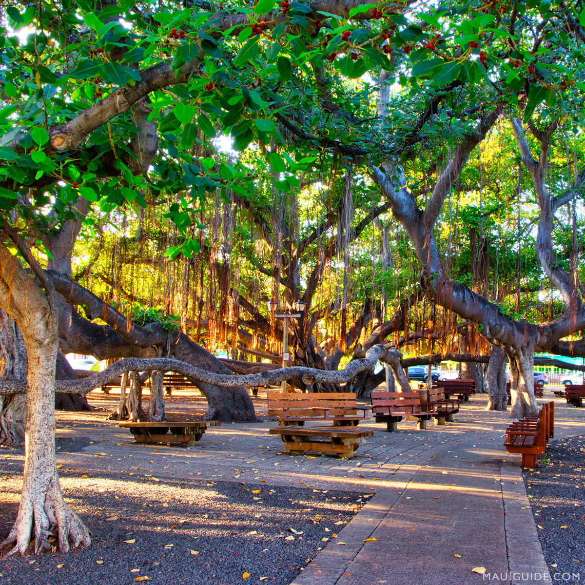 Hawaiian Banyan Tree Leaves
