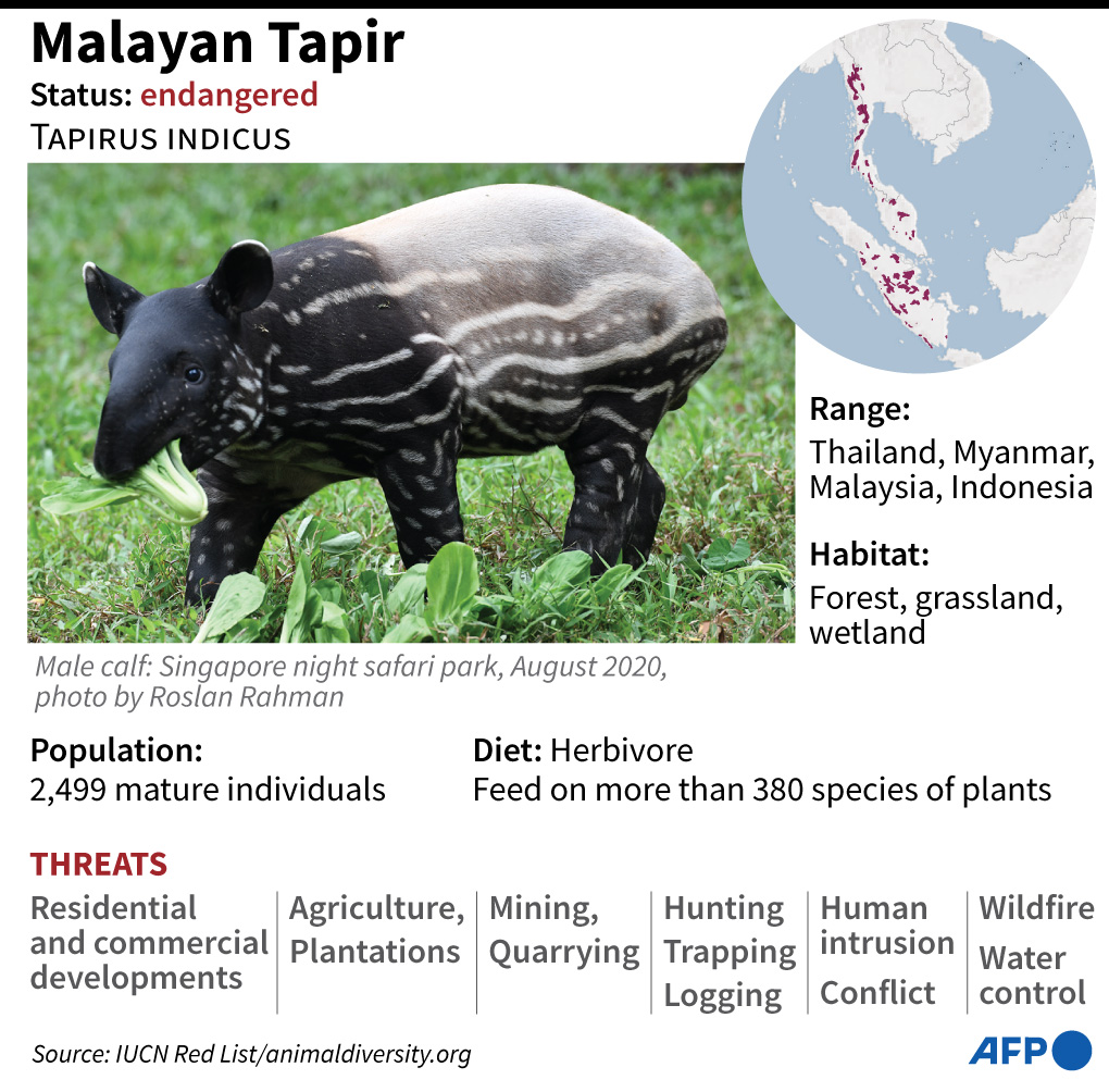 Malayan Tapir Habitat