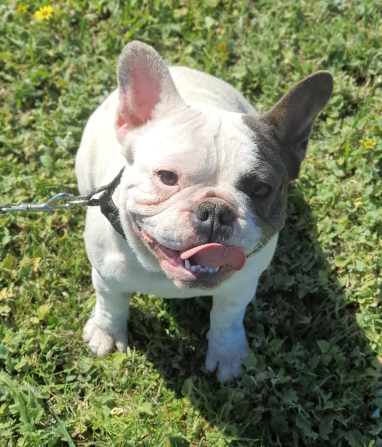 What Is A Blue Pied French Bulldog