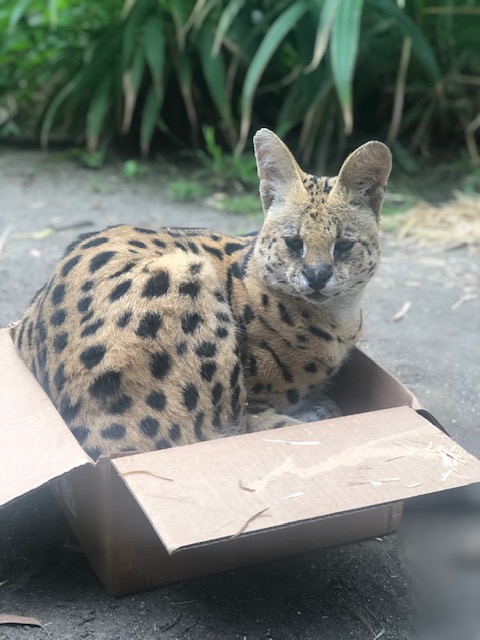 African Serval Jumping