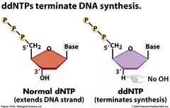 نكمل عن طرق الكشف عن ال SNPs هي طريقة ال Sequencing الطريقة التي أصبح الجميع يعرفها أو يسمع عنها ...