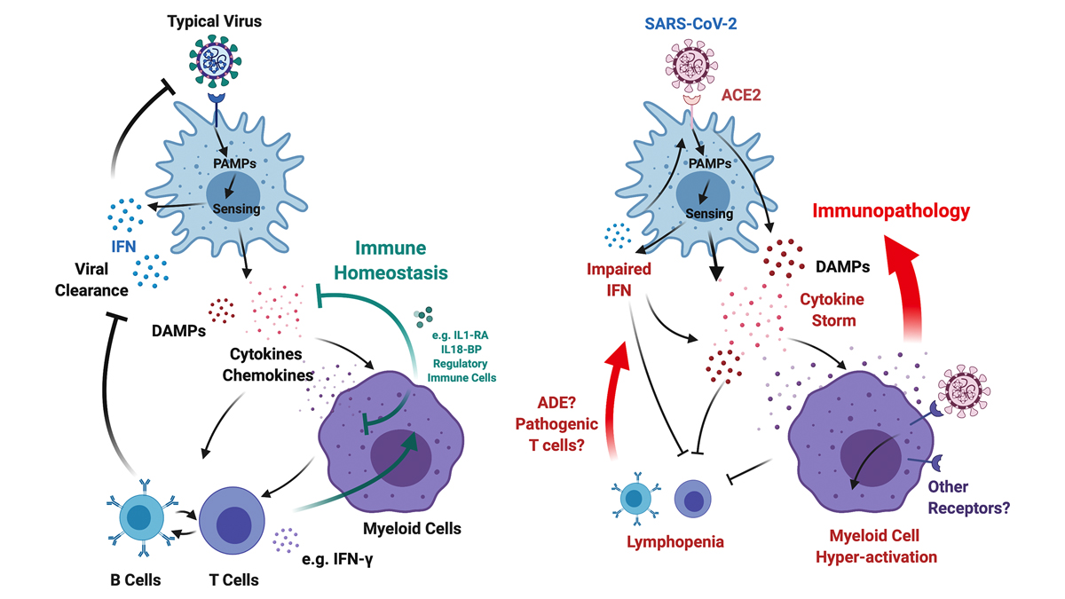 Immune System Tissue