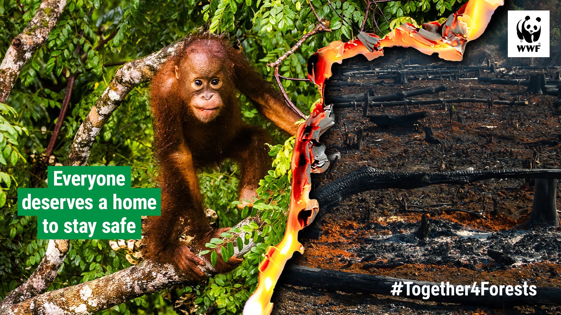 Wwf Deforestation Ads