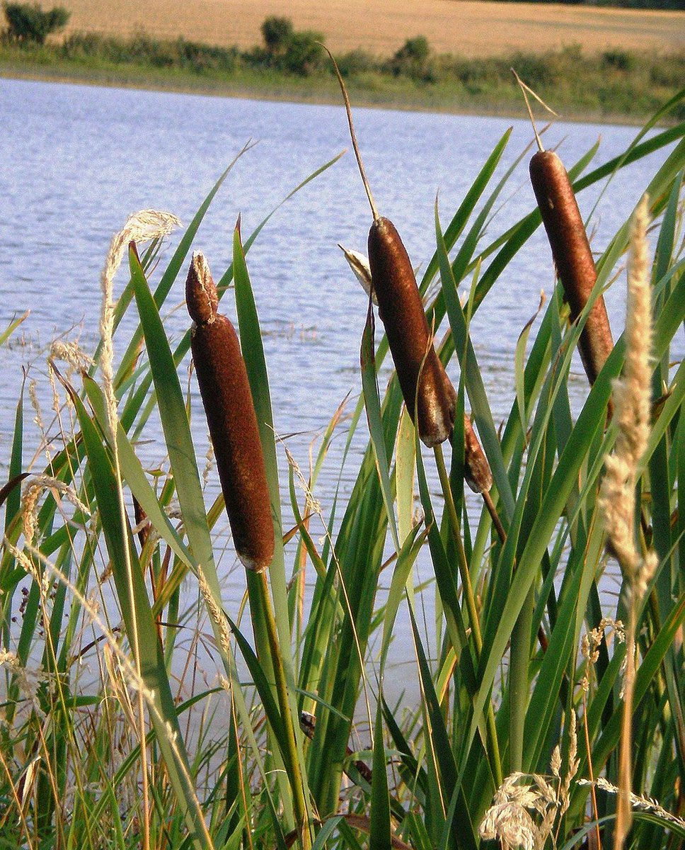 Apretar salud Morgue cola de gato planta solitario Articulación Camino