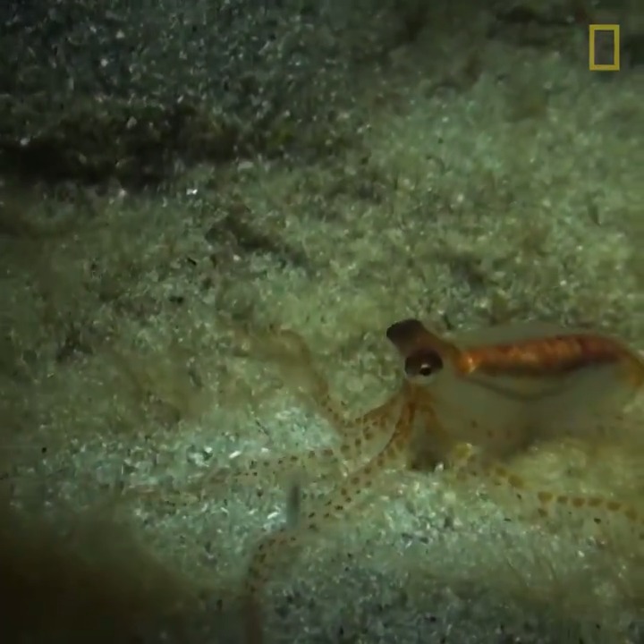 Once fully grown, this rarely seen octopus will be able to mimic other ...