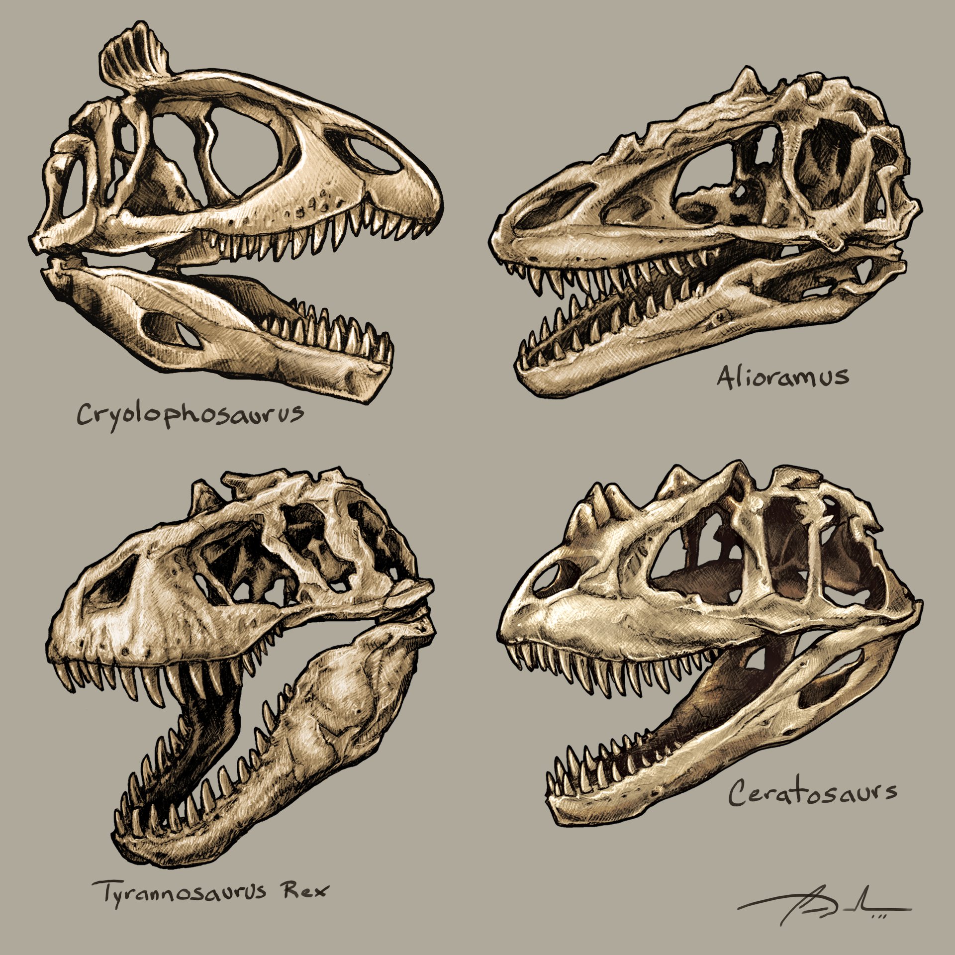 Dinosaur Skull Anatomy