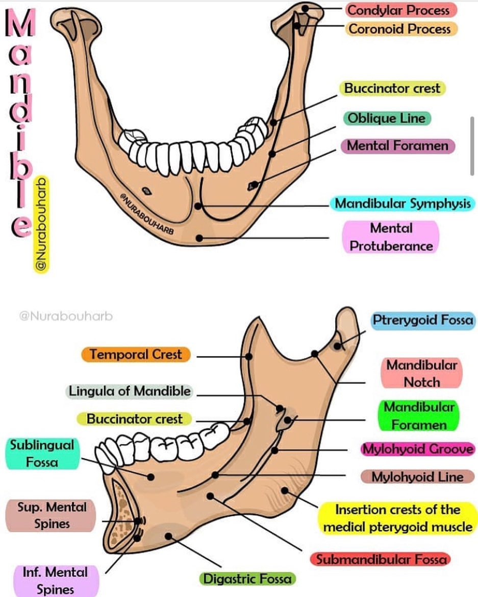 Mylohyoid Groove