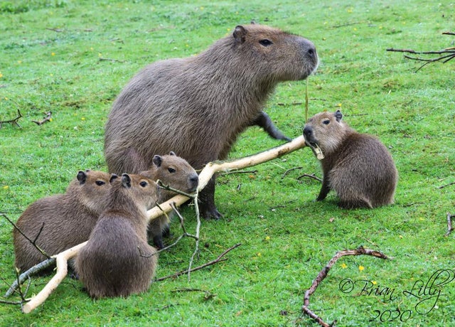 Capybara Every Hour on Twitter: "https://t.co/Wt26L1uMpl" / Twitter