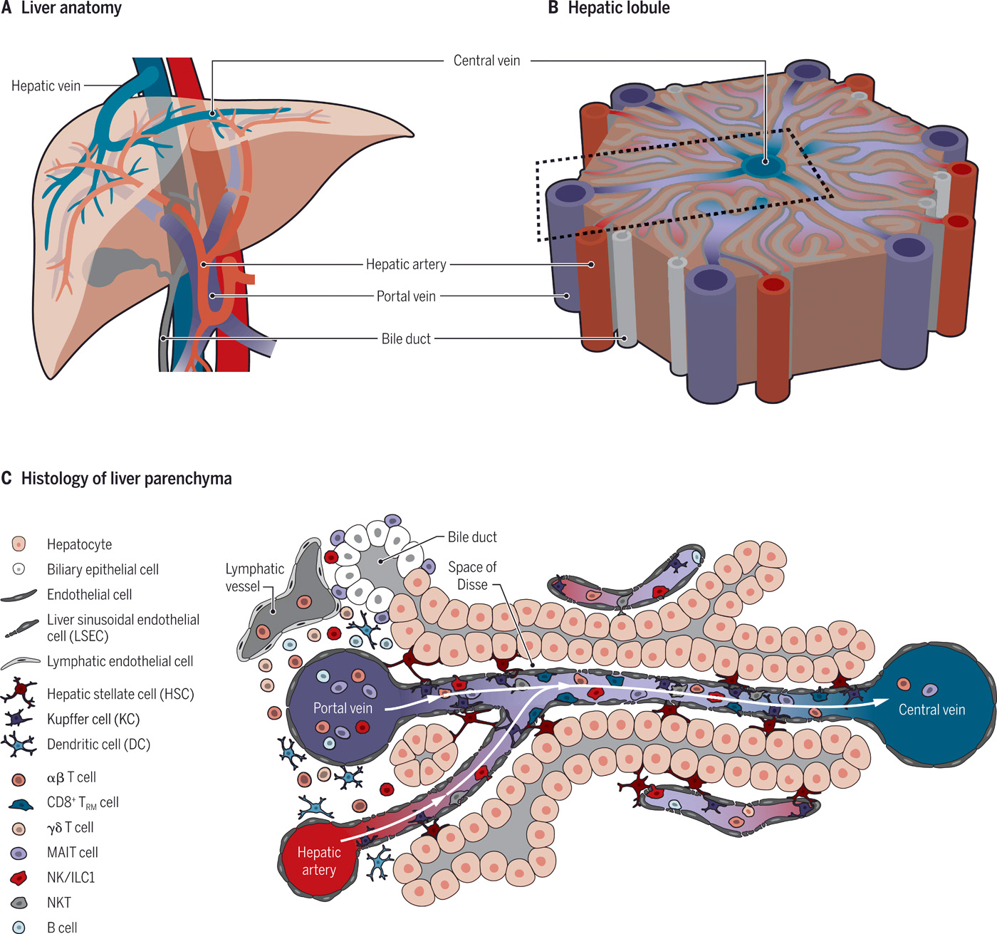 Kupffer Cells Diagram