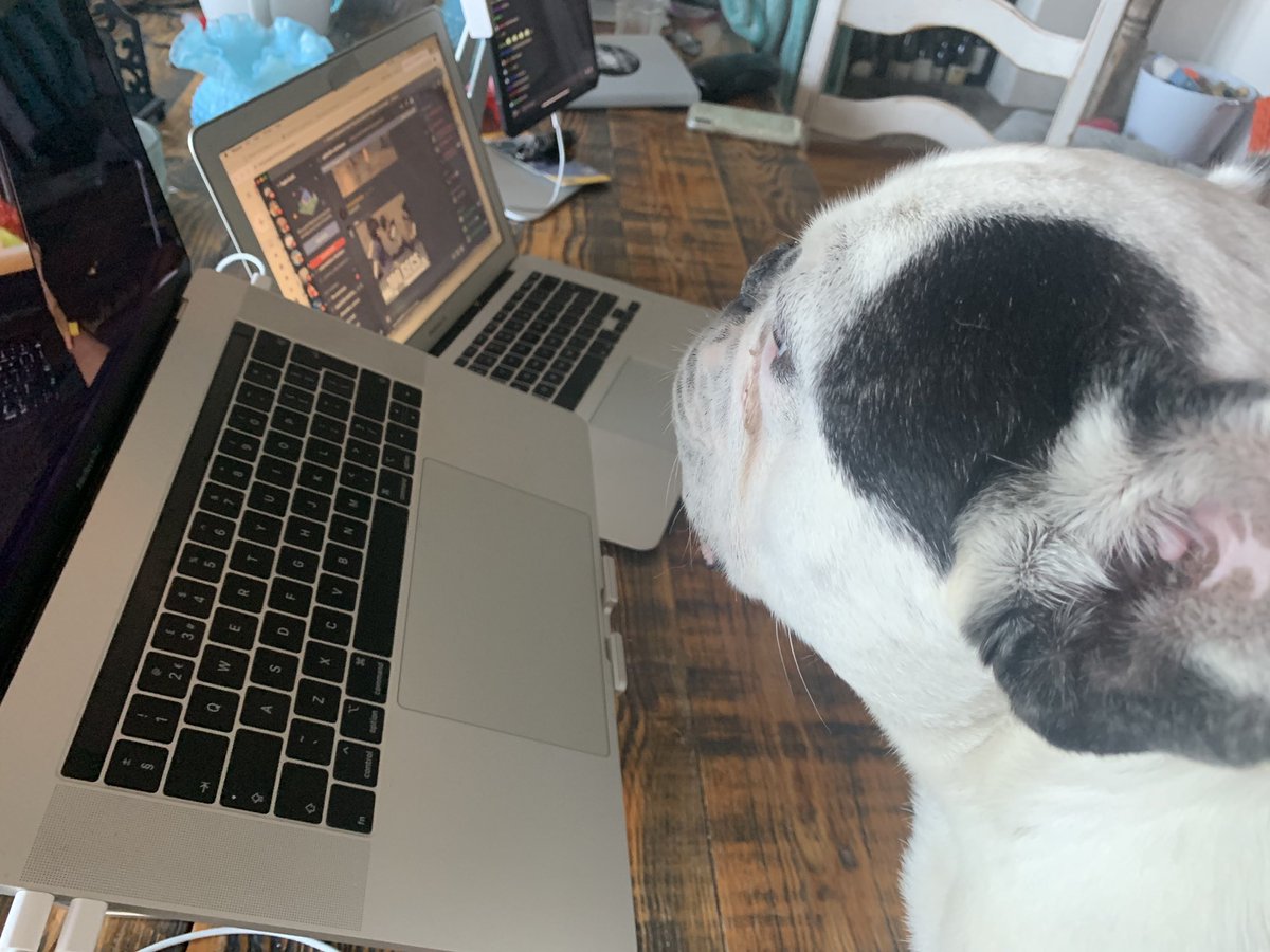 Bulldog On Computer Meme