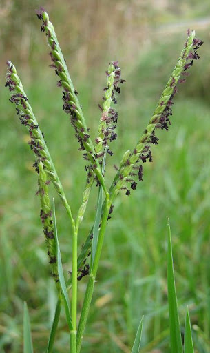 Paspalum Distichum