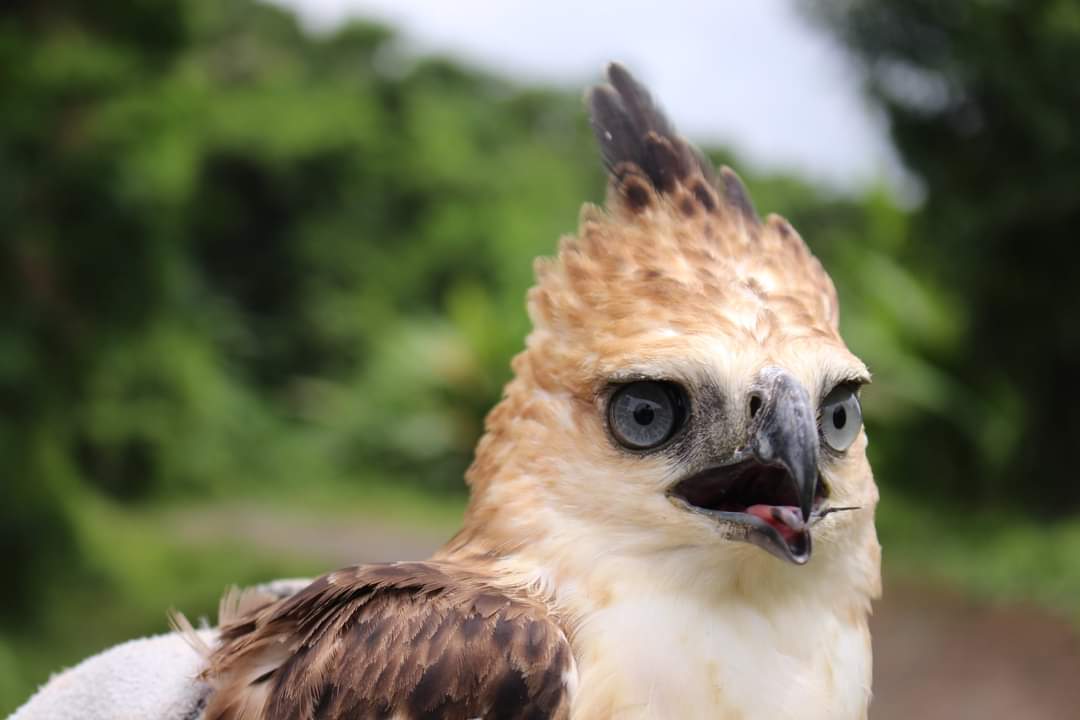 Philippine Hawk Eagle