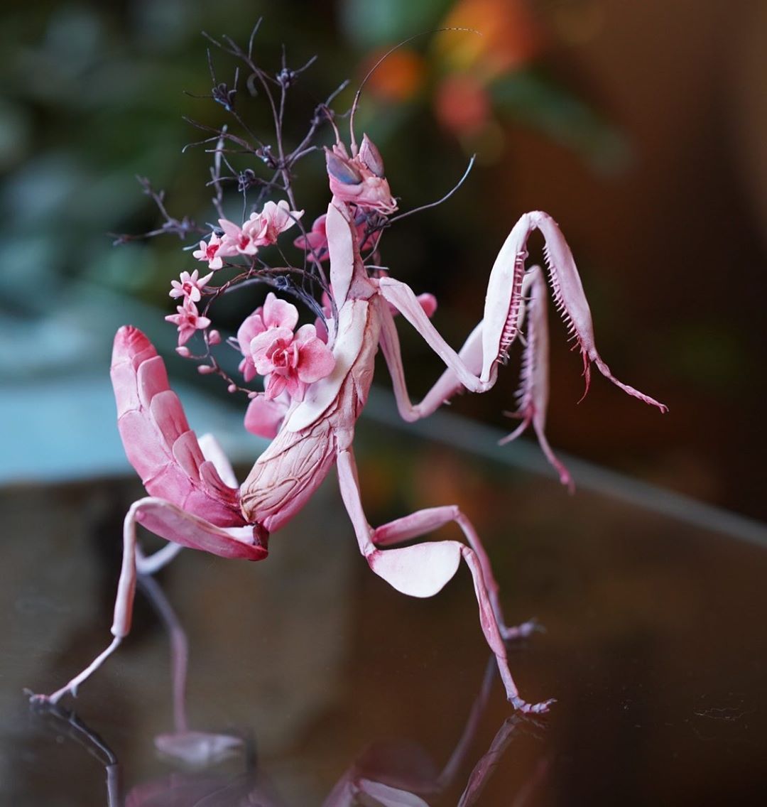 Beautiful Praying Mantis