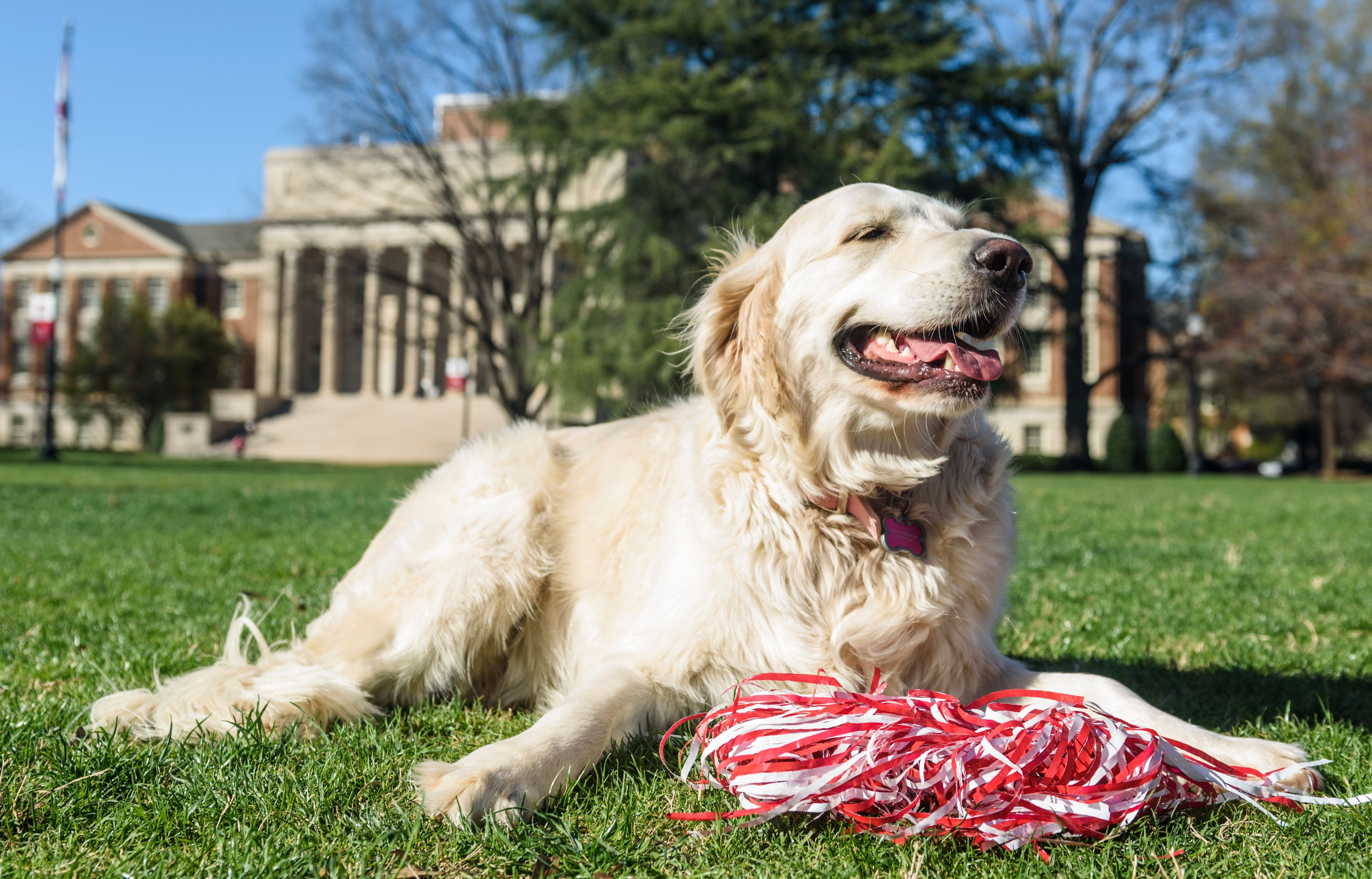 Louise Albino (@louise_albino) / Twitter