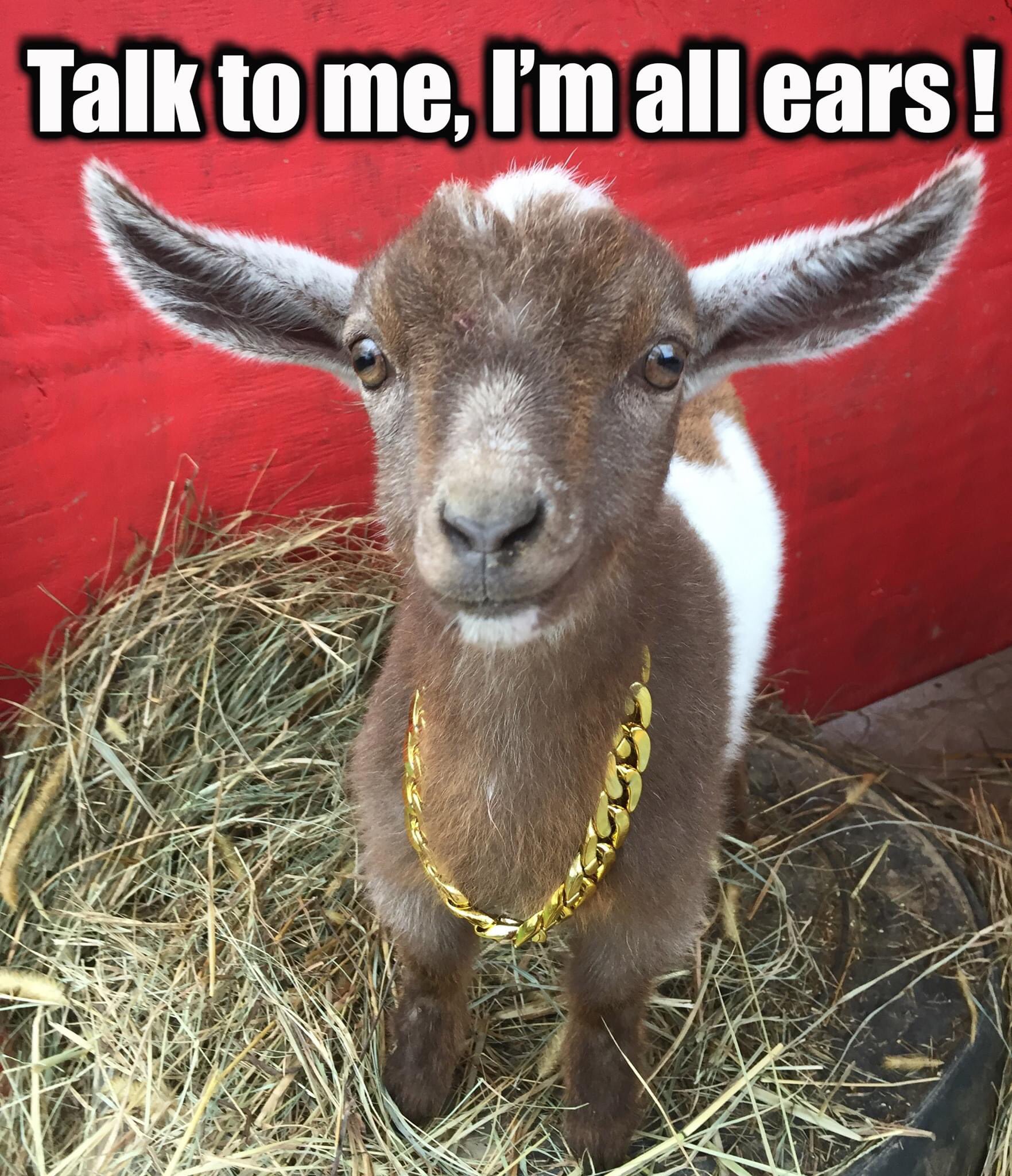 Funny Baby Goat Memes Credit @justicesherae (tiktok), #funnygoats