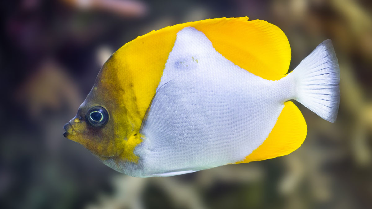 Pyramid Butterflyfish