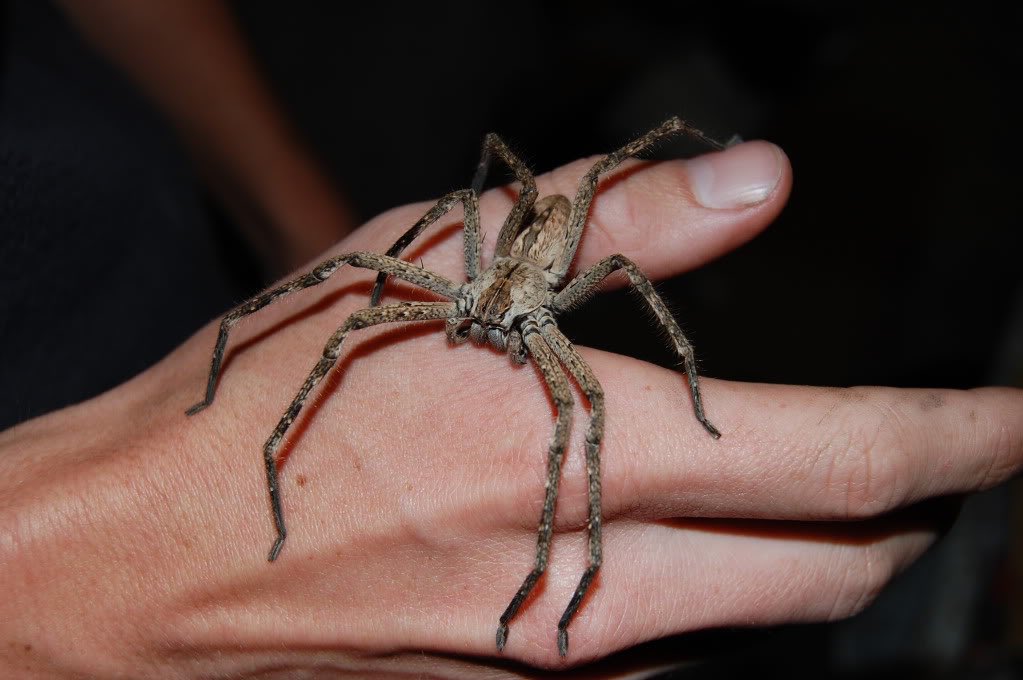 Giant South African Spider